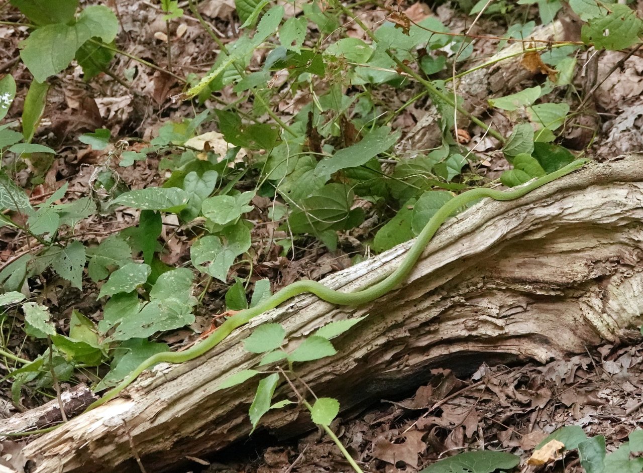 Snake Road in Shawnee National Forest in Early October - North America ...