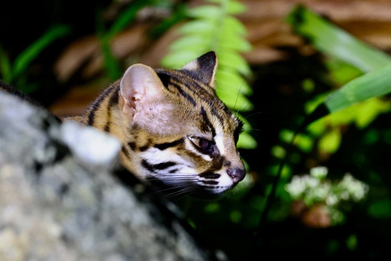 CHASING WILD CATS IN BORNEO (SABAH). APRIL 2024. - Asia - Safaritalk