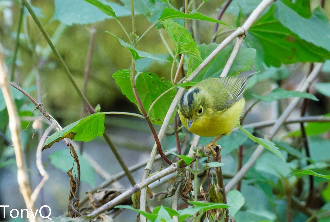 India February 2024: Uttarakhand, Corbett, Birds and Mammals - India ...