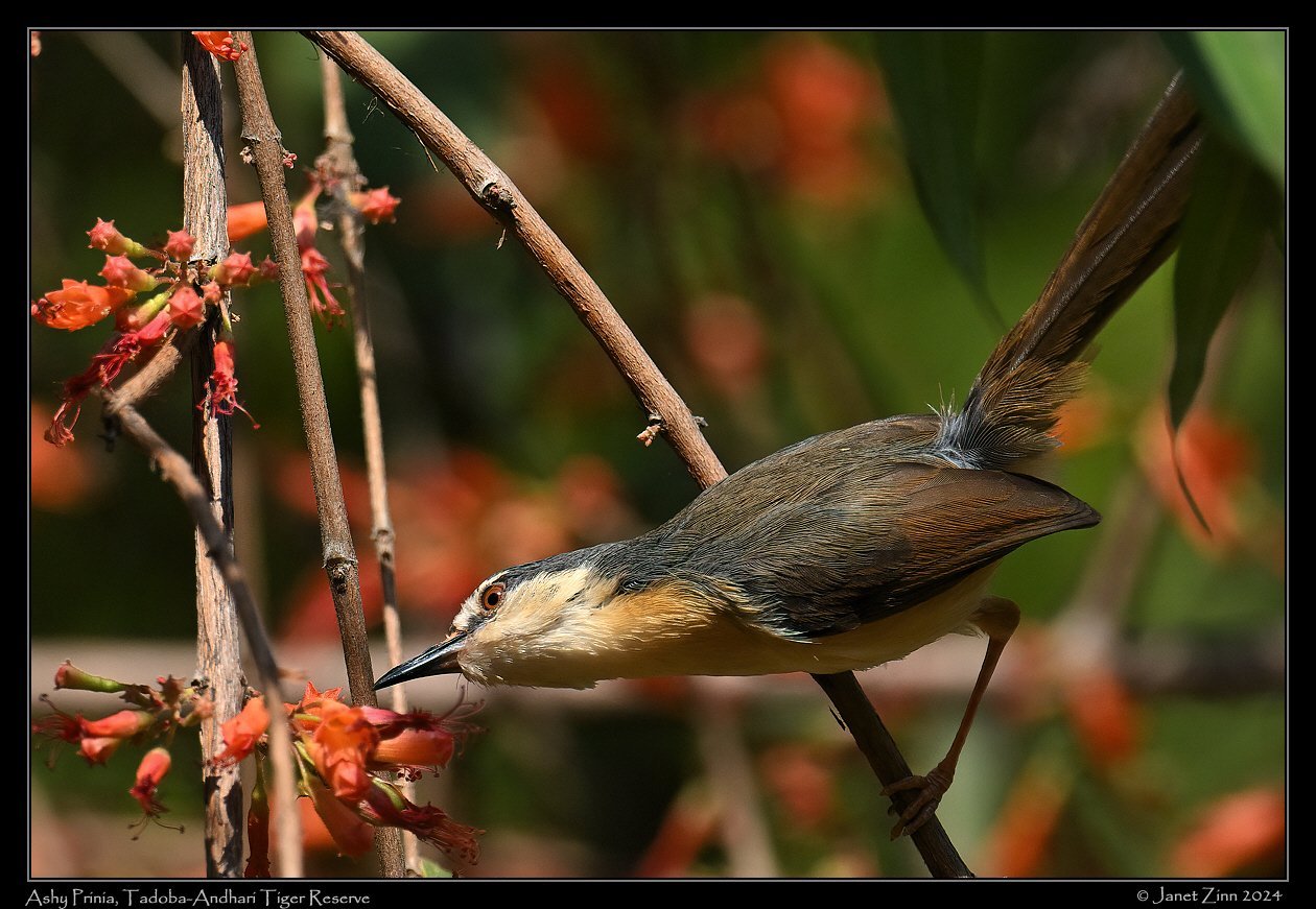 Tiger Triple Play: A return to Central India's Tiger Parks, March 2024 ...