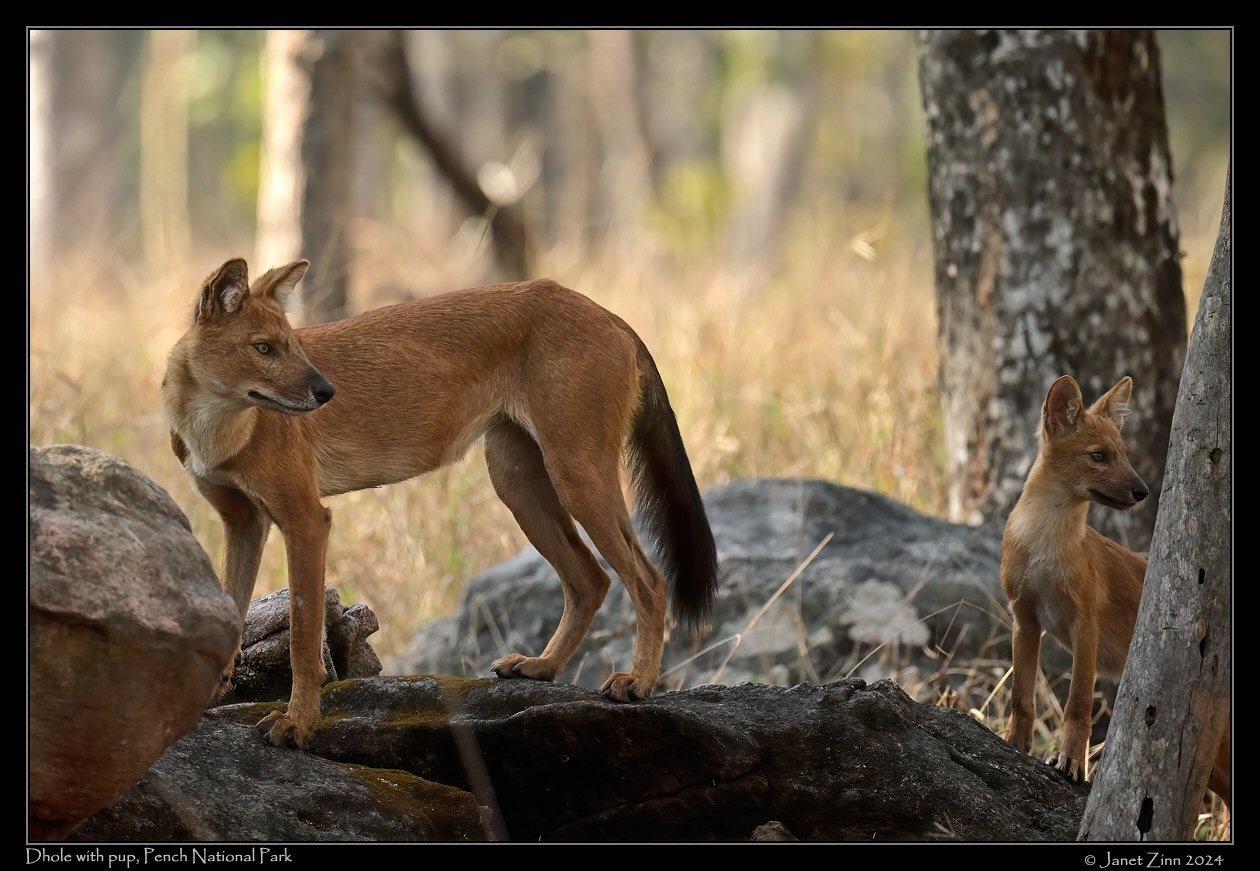 Tiger Triple Play: A return to Central India's Tiger Parks, March 2024 ...