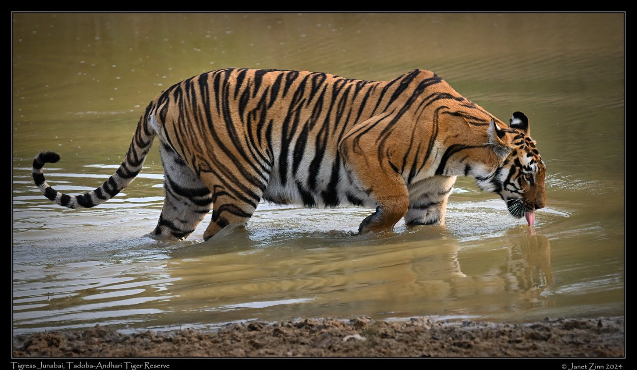 Tiger Triple Play: A return to Central India's Tiger Parks, March 2024 ...