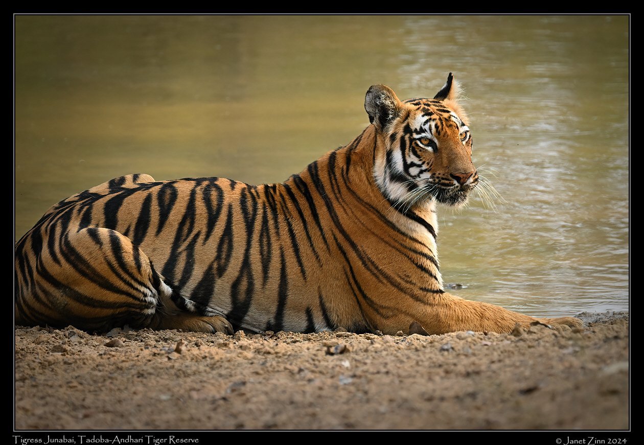 Tiger Triple Play: A return to Central India's Tiger Parks, March 2024 ...