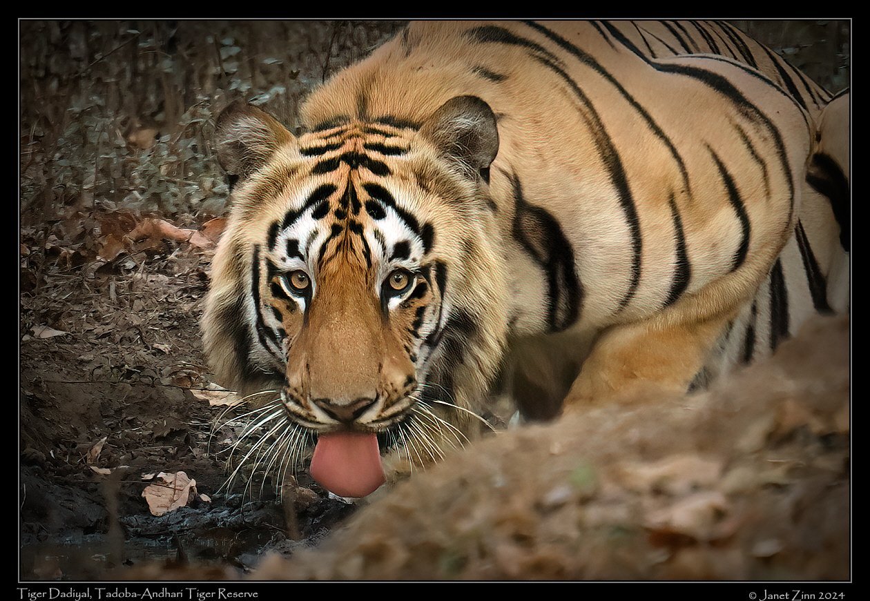 Tiger Triple Play: A return to Central India's Tiger Parks, March 2024 ...