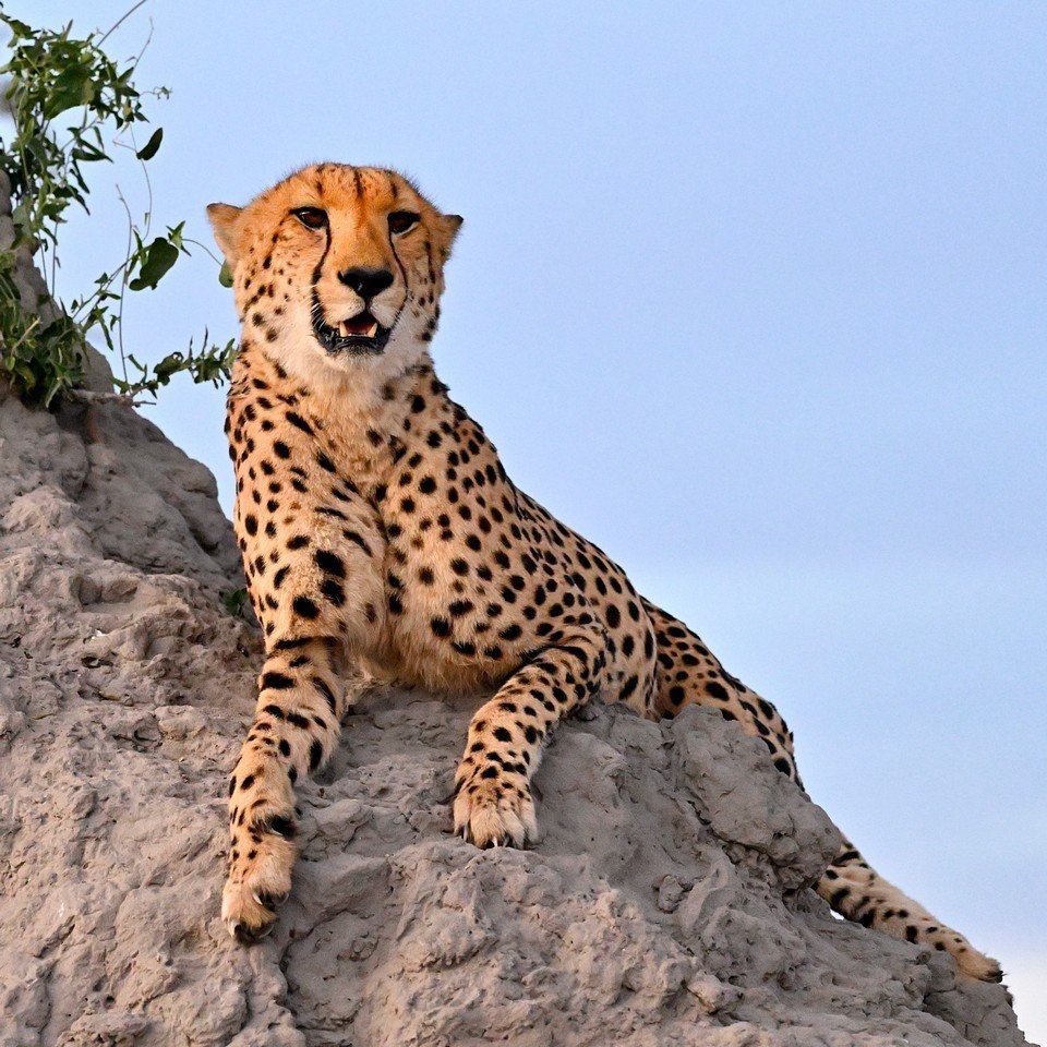 Early and late green season in Botswana – 2 trips - Botswana - Safaritalk