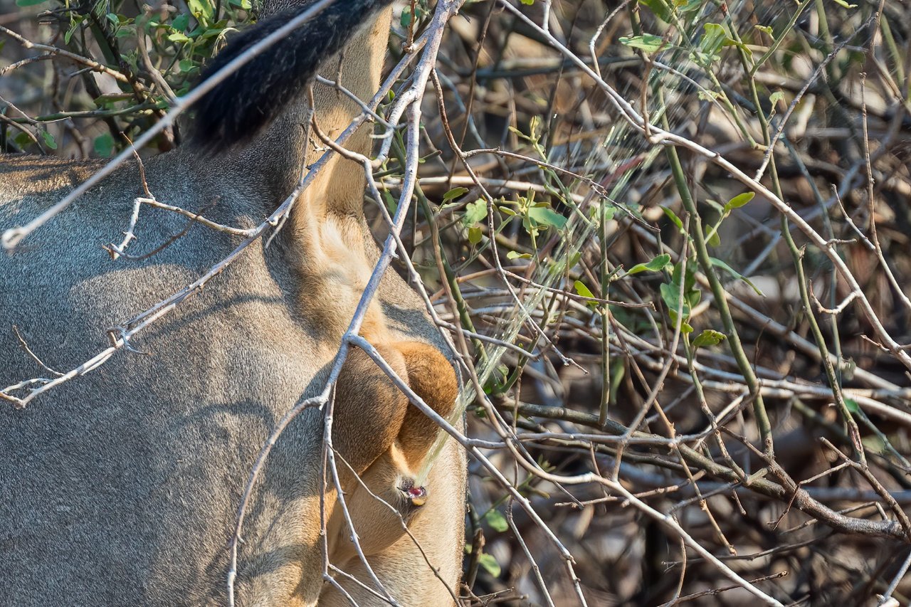 South Luangwa, Mwamba and Kaingo, Sept- Oct 2018 - Historical trip ...