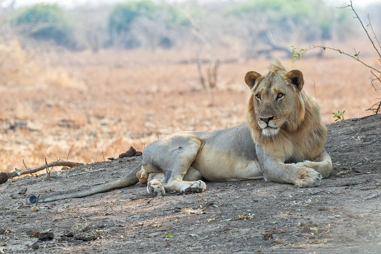 South Luangwa, Mwamba and Kaingo, Sept- Oct 2018 - Historical trip ...