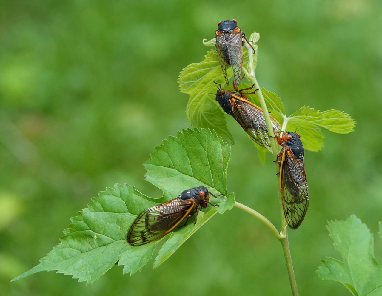 Cicada Safari - North America inc. Mexico - Safaritalk
