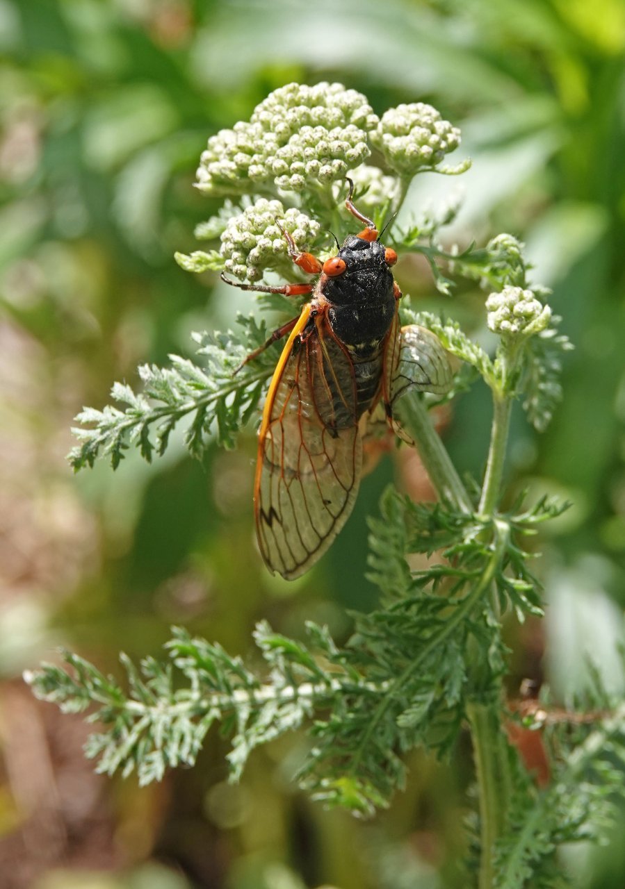 Cicada Safari - North America inc. Mexico - Safaritalk