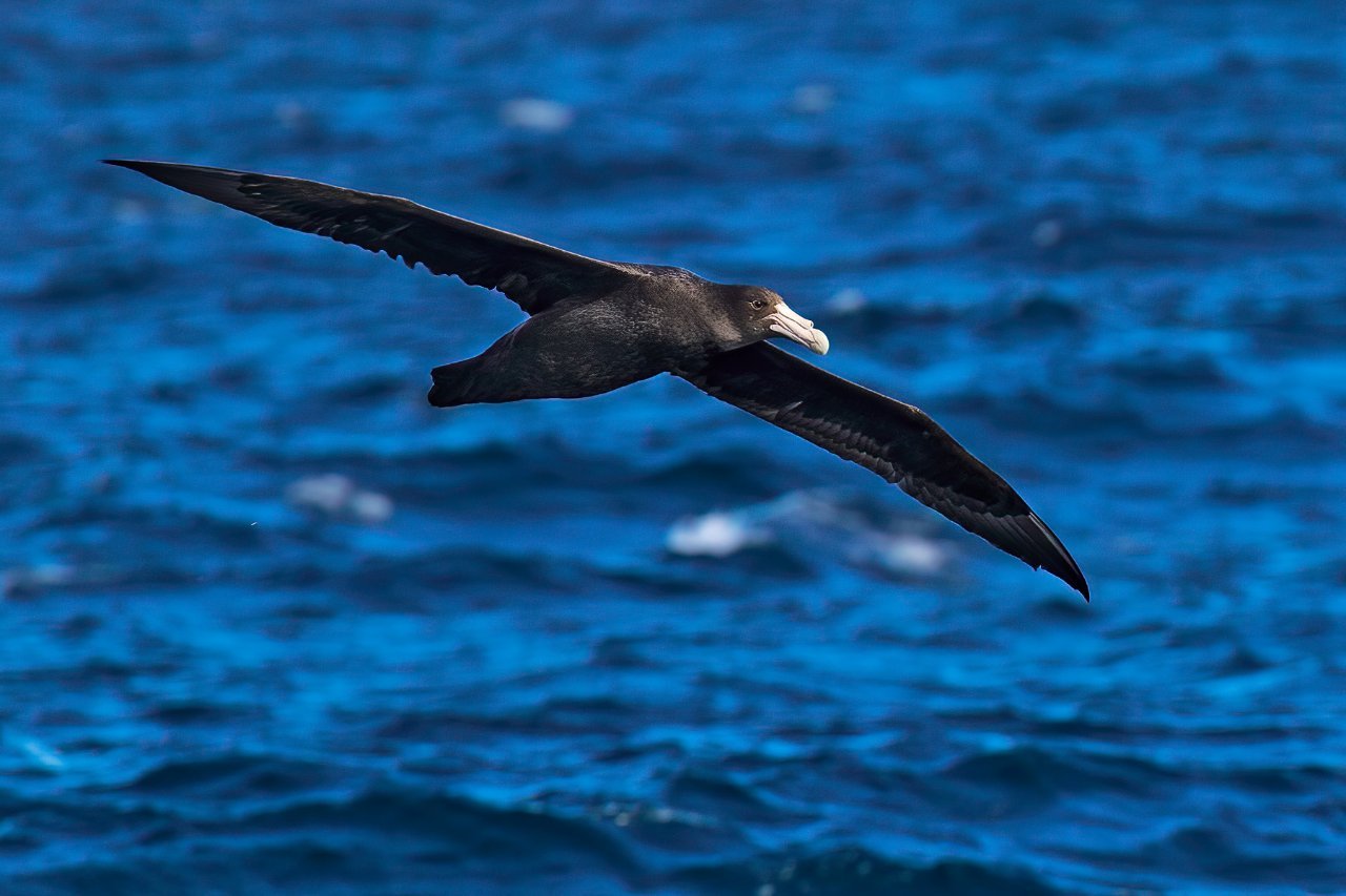 Pelagic Photos - Wildlife images from around the world - Safaritalk
