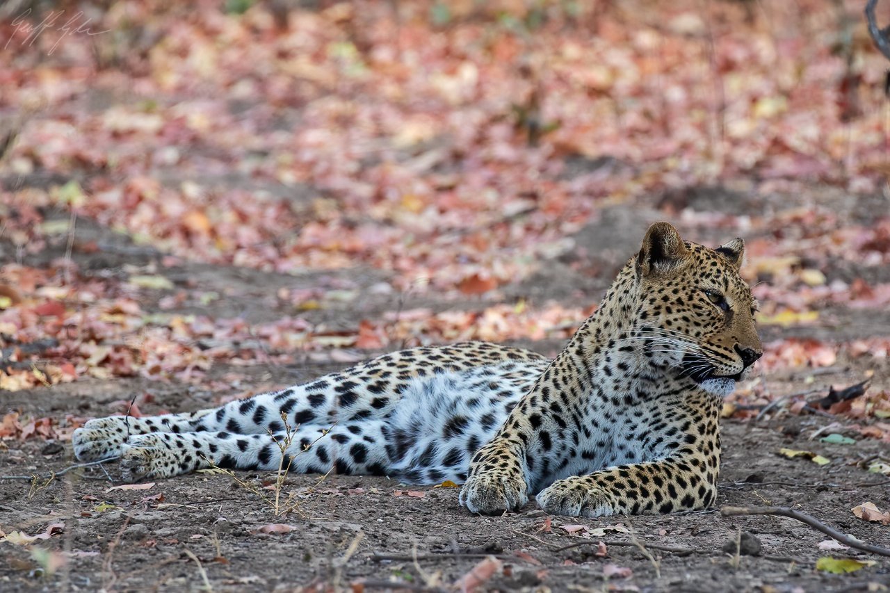 South Luangwa, Kaingo, Mwamba & Tafika, October 2024 - Zambia - Safaritalk