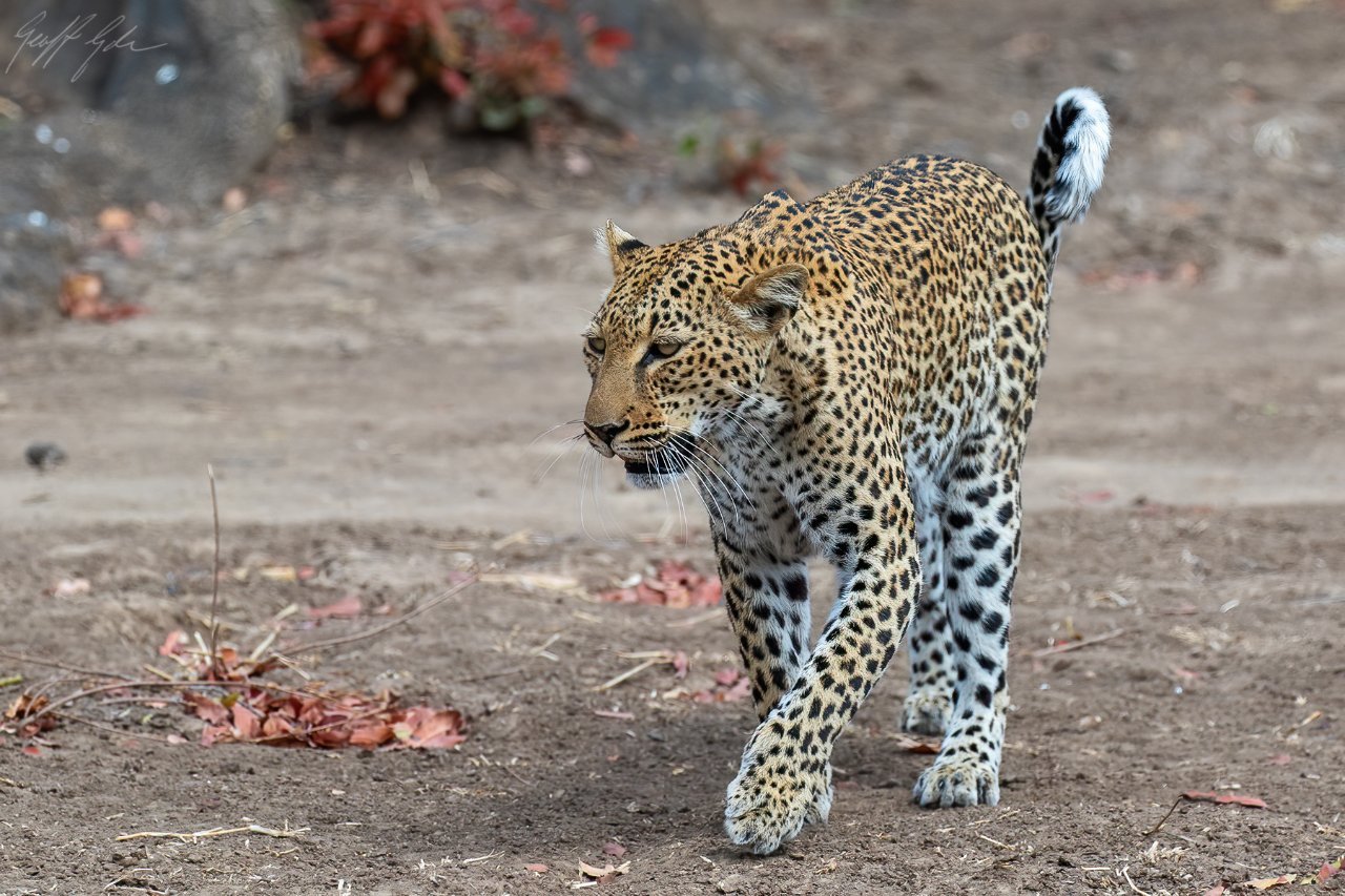 South Luangwa, Kaingo, Mwamba & Tafika, October 2024 - Zambia - Safaritalk
