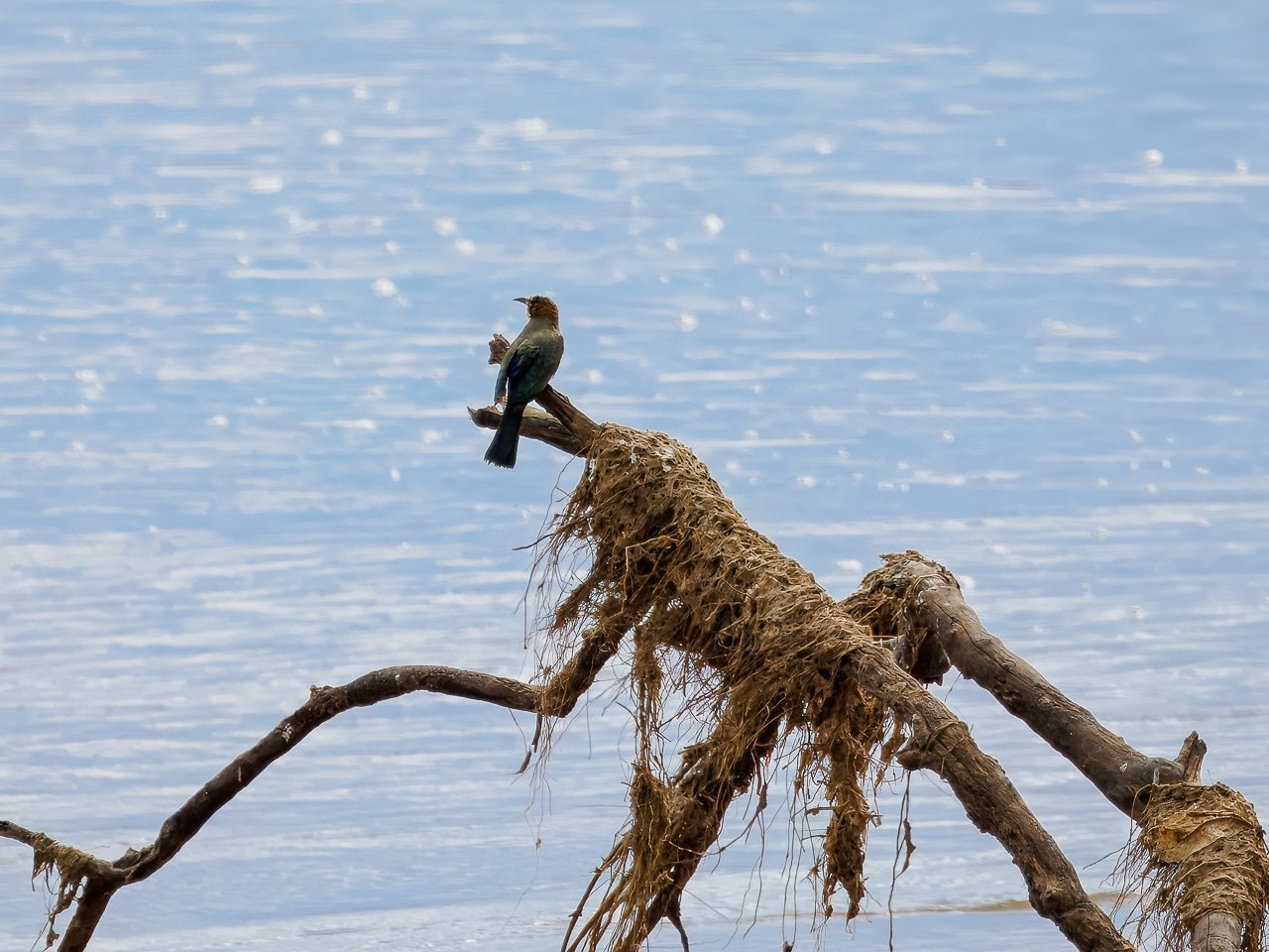 Jim's 1st (full) year - Page 4 - Big Year 2024 - Safaritalk