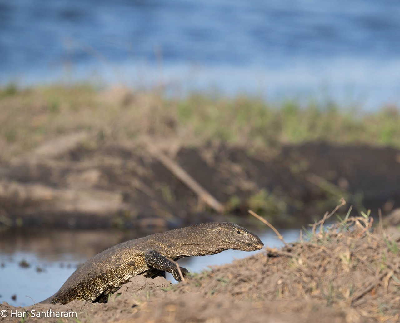 Raining Dogs in drought stricken Northern Botswana; early rains bring a ...