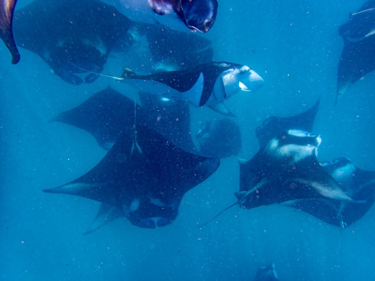 Maldives Manta Rays - Asia - Safaritalk