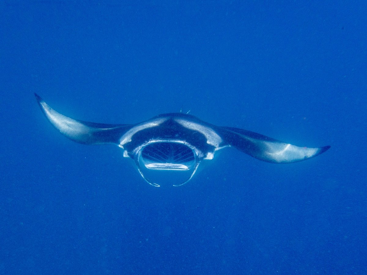 Maldives Manta Rays - Asia - Safaritalk