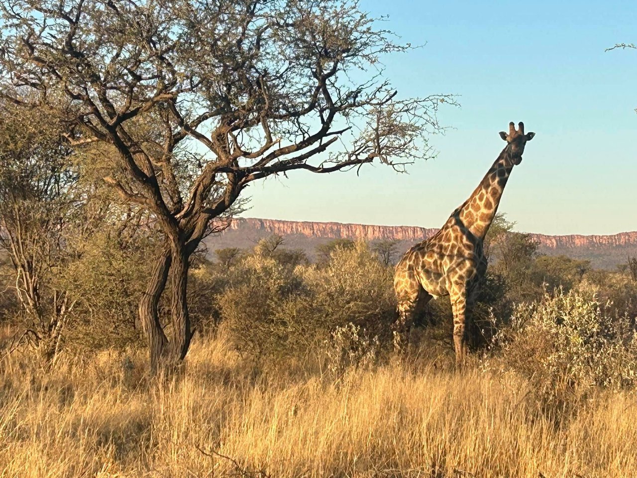 The Namibian Bush and Etosha's Waterholes- June 2024 - Namibia - Safaritalk