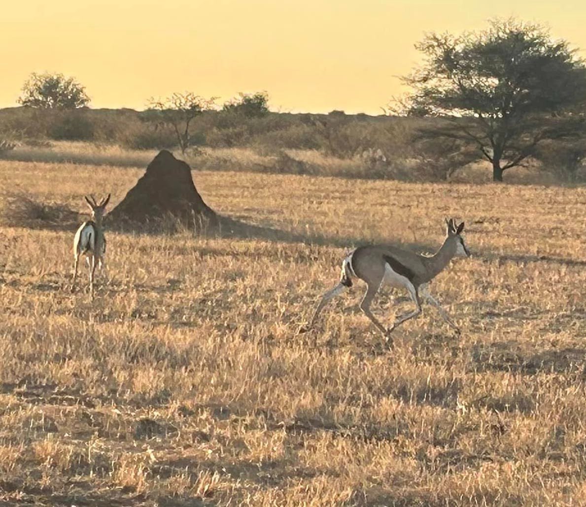 The Namibian Bush and Etosha's Waterholes- June 2024 - Namibia - Safaritalk