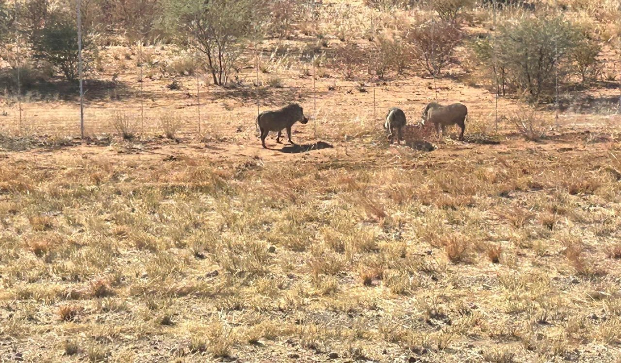 The Namibian Bush and Etosha's Waterholes- June 2024 - Namibia - Safaritalk