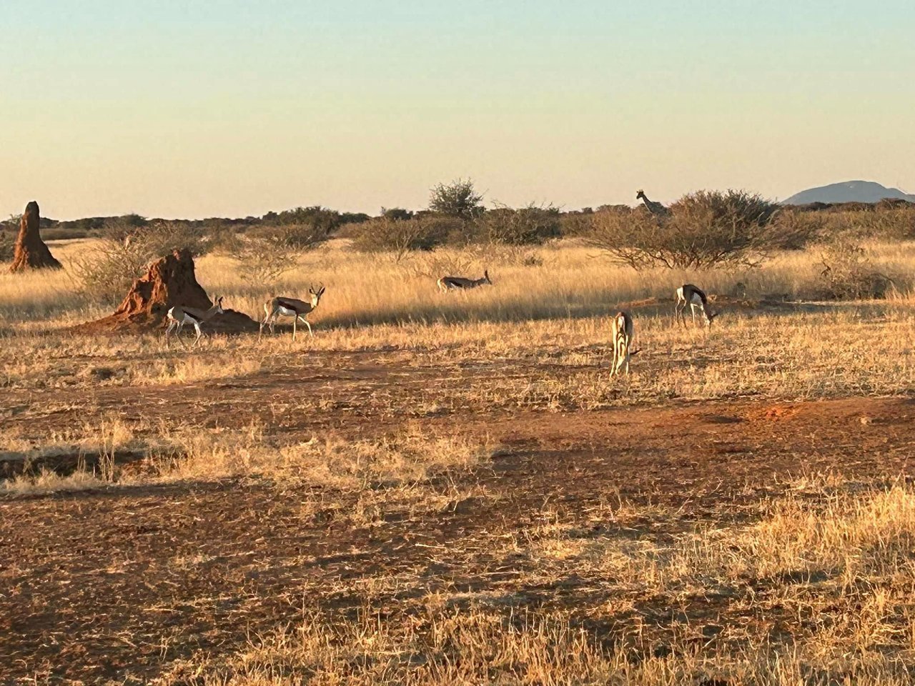 The Namibian Bush and Etosha's Waterholes- June 2024 - Namibia - Safaritalk