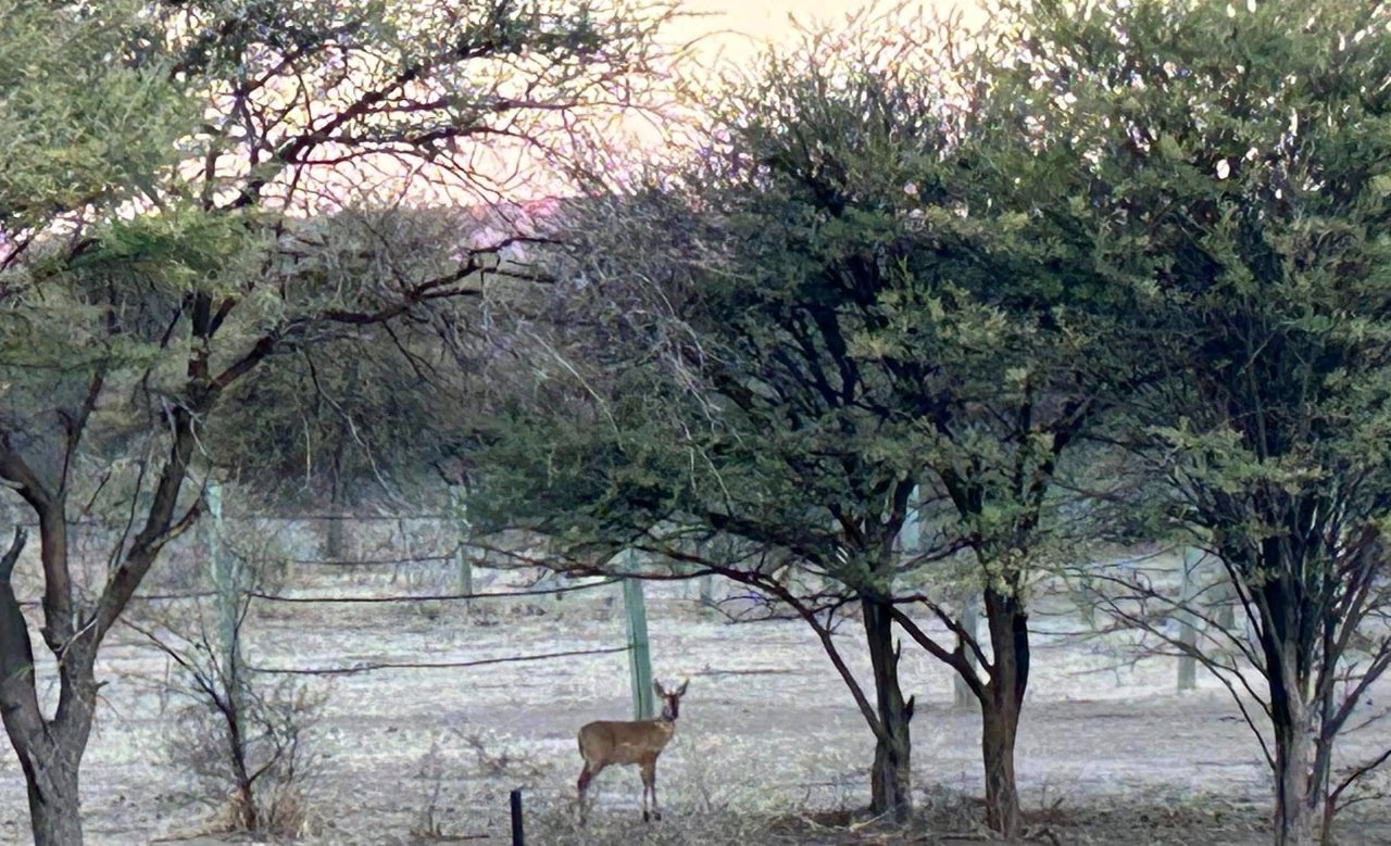 The Namibian Bush and Etosha's Waterholes- June 2024 - Namibia - Safaritalk