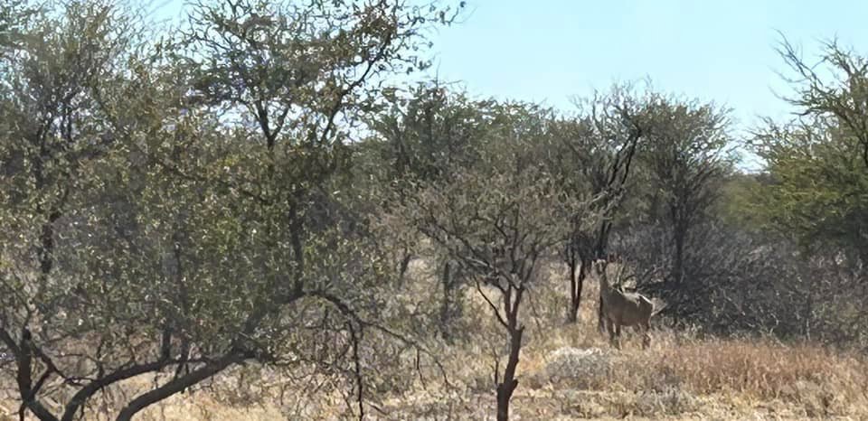 The Namibian Bush and Etosha's Waterholes- June 2024 - Namibia - Safaritalk