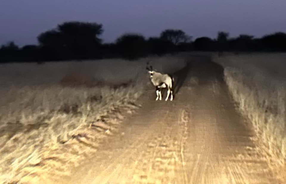 The Namibian Bush and Etosha's Waterholes- June 2024 - Namibia - Safaritalk