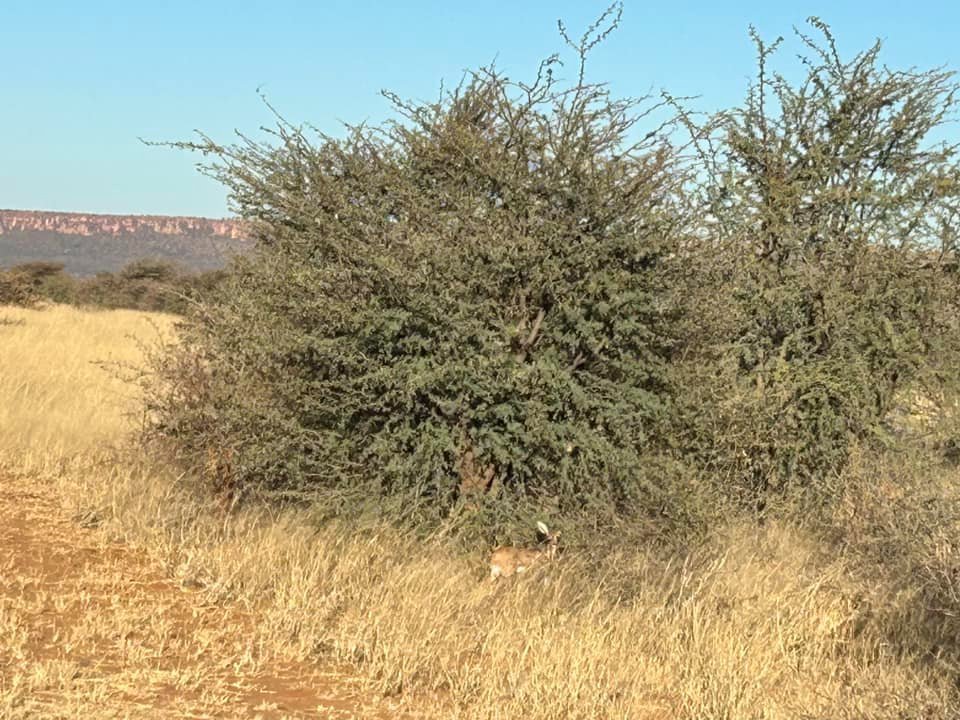 The Namibian Bush and Etosha's Waterholes- June 2024 - Namibia - Safaritalk