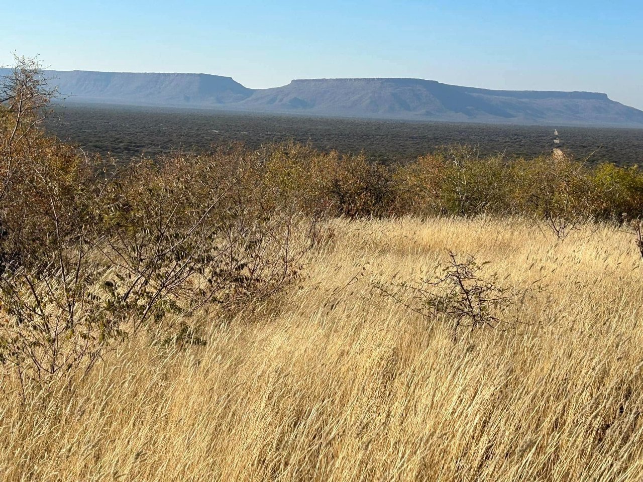 The Namibian Bush and Etosha's Waterholes- June 2024 - Namibia - Safaritalk