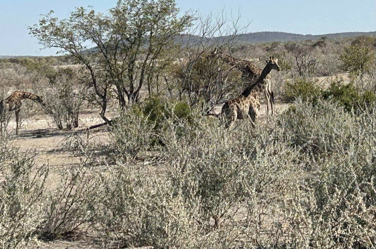 The Namibian Bush and Etosha's Waterholes- June 2024 - Namibia - Safaritalk