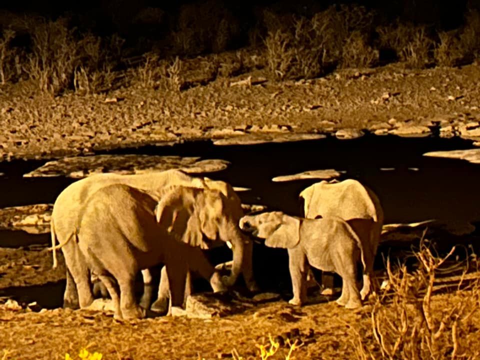 The Namibian Bush and Etosha's Waterholes- June 2024 - Namibia - Safaritalk