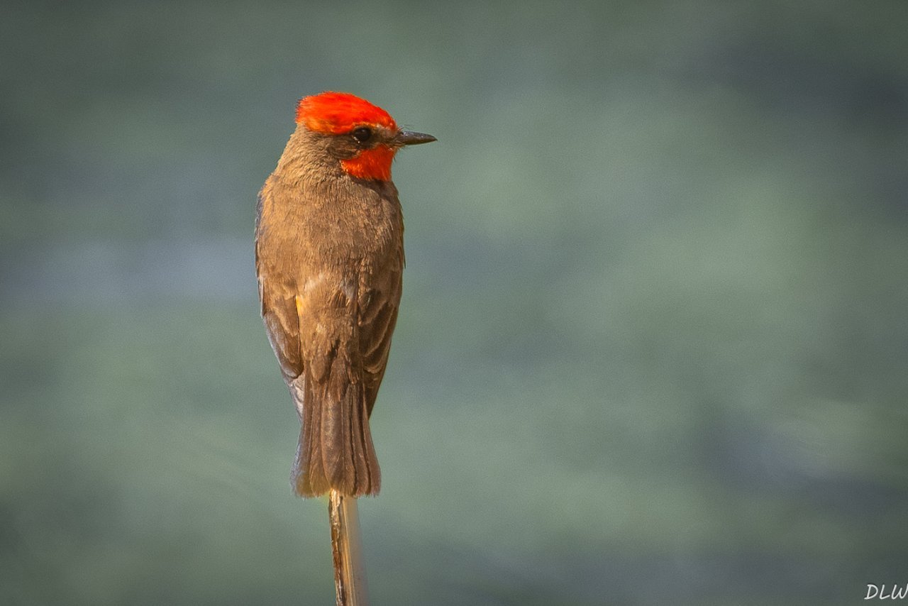 Birding (with a small dose of other animals) in Southeast Arizona ...