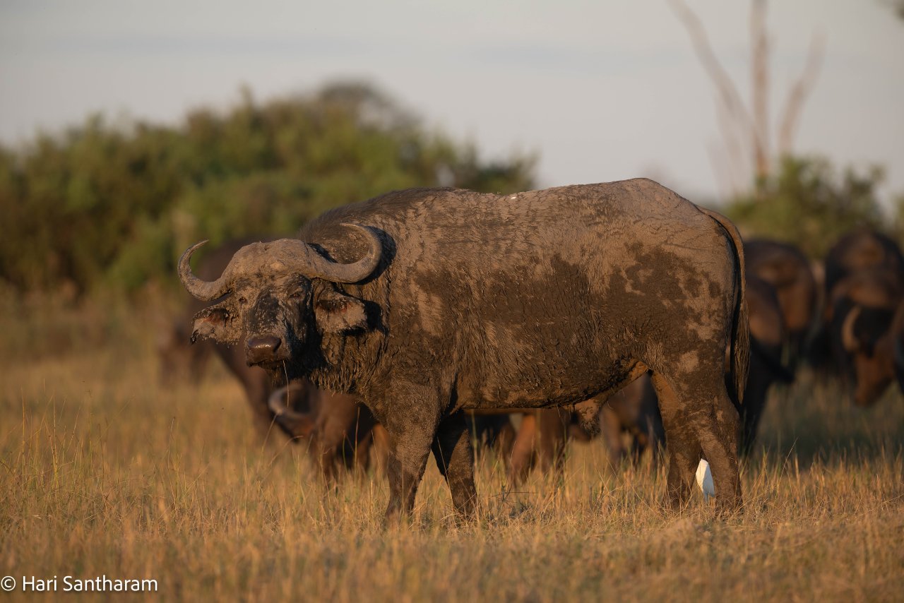 Winter finally arrives in Beautiful Botswana; Glorious Pom Pom in the ...