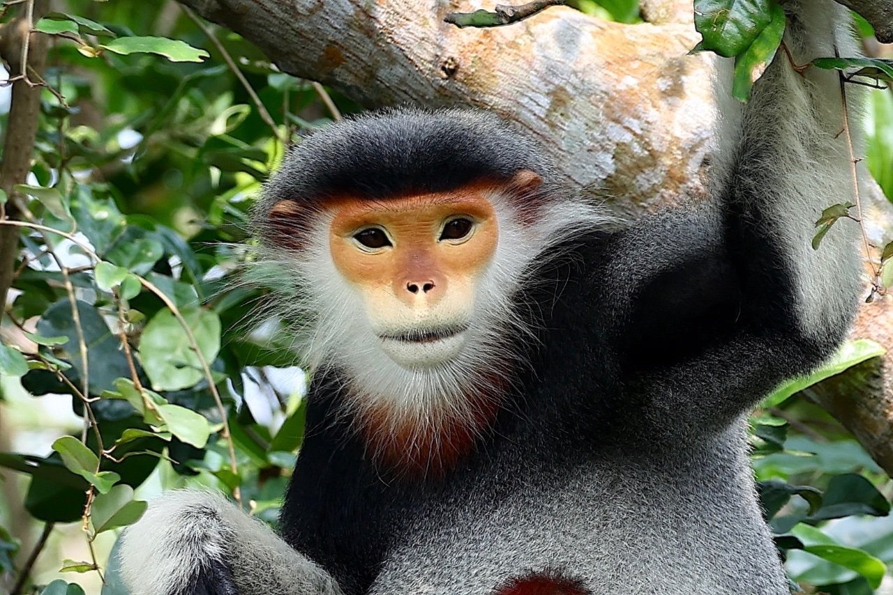 PRIMARILY PRIMATES - VIETNAM APRIL 2025. - Asia - Safaritalk