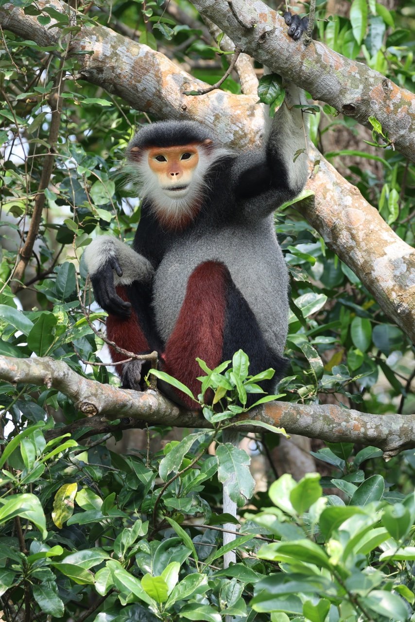 PRIMARILY PRIMATES - VIETNAM APRIL 2025. - Asia - Safaritalk