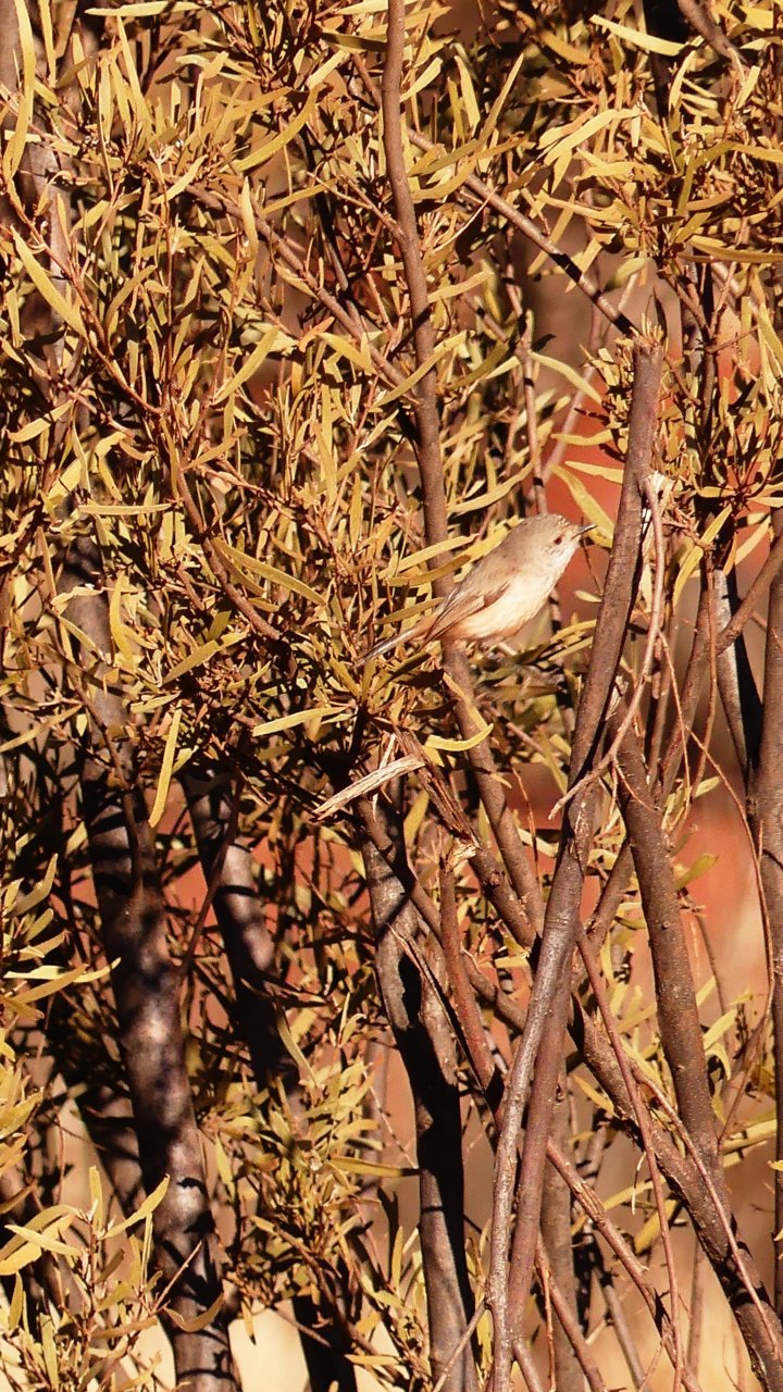 The Mid-west & the Pilbara, Western Australia : where ore and the ...