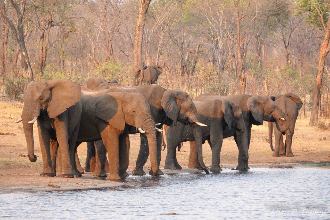 Hwange again, lions as usual but also a great show from the African wild dogs. - Zimbabwe ...