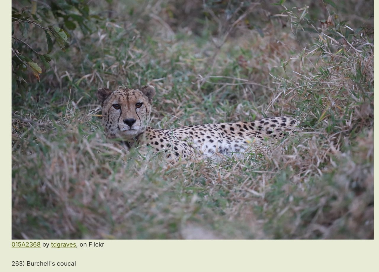 tdgraves tardy big year 2025 - Page 24 - Big Year 2025 - Safaritalk