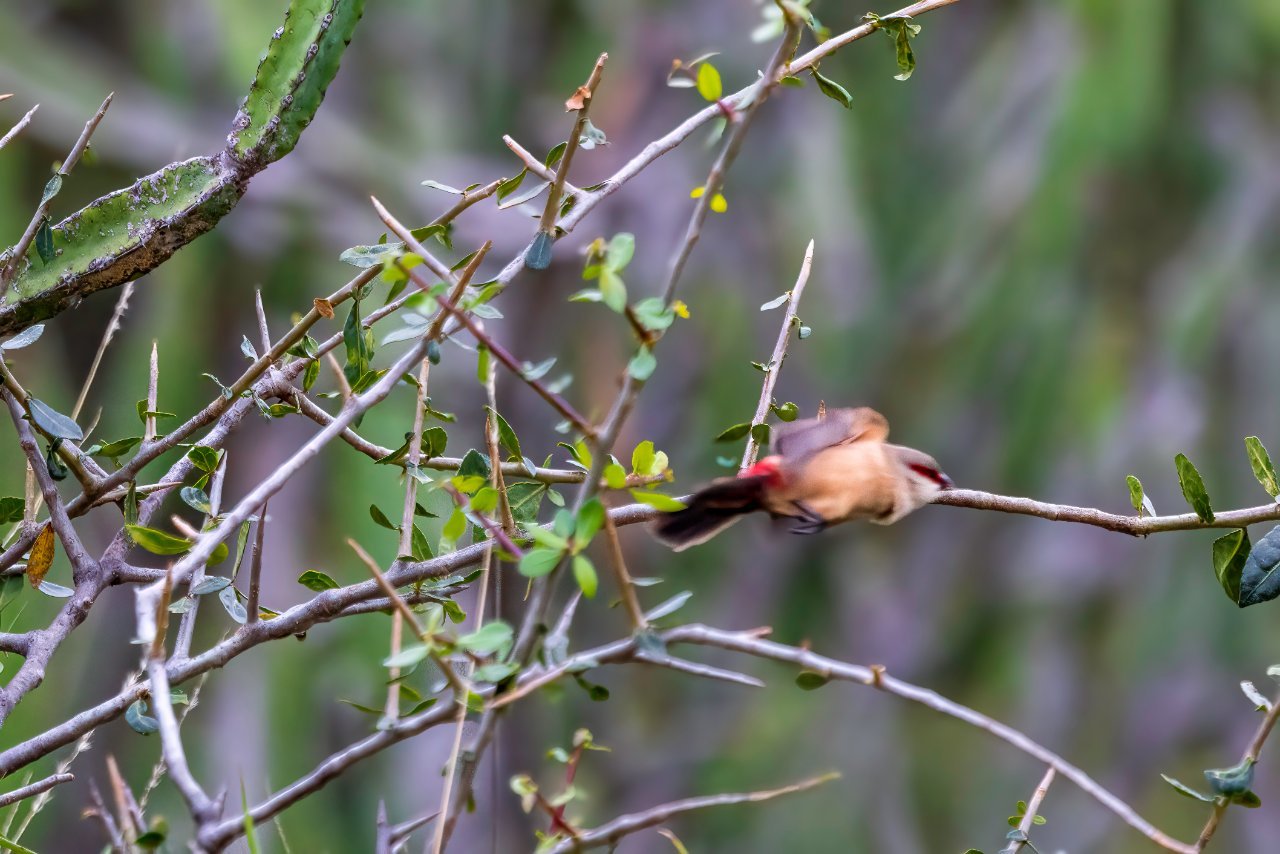 Michael's Tenth Year - Page 37 - Big Year 2025 - Safaritalk