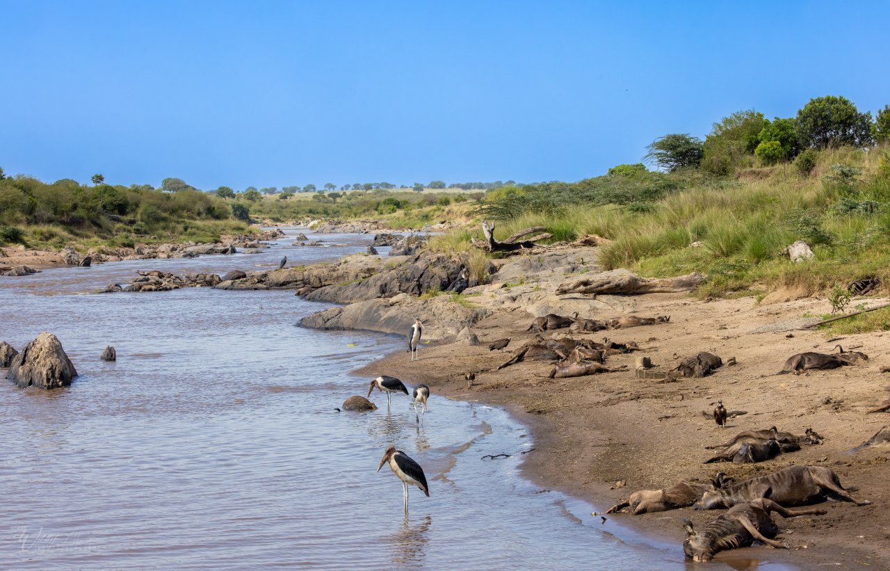 Video and tripreport Selfdrive Masai Mara Triangle - Kenya - Safaritalk