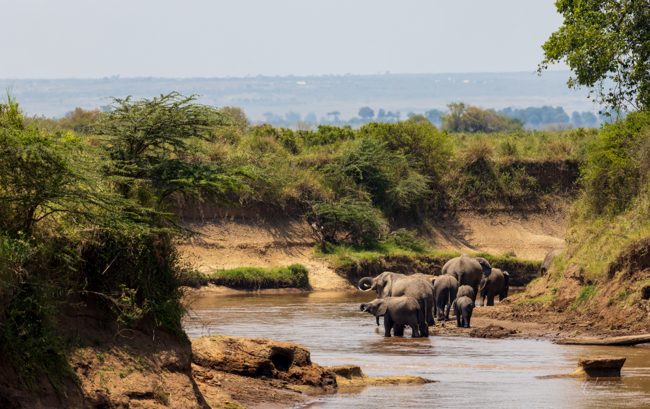 Video and tripreport Selfdrive Masai Mara Triangle - Kenya - Safaritalk