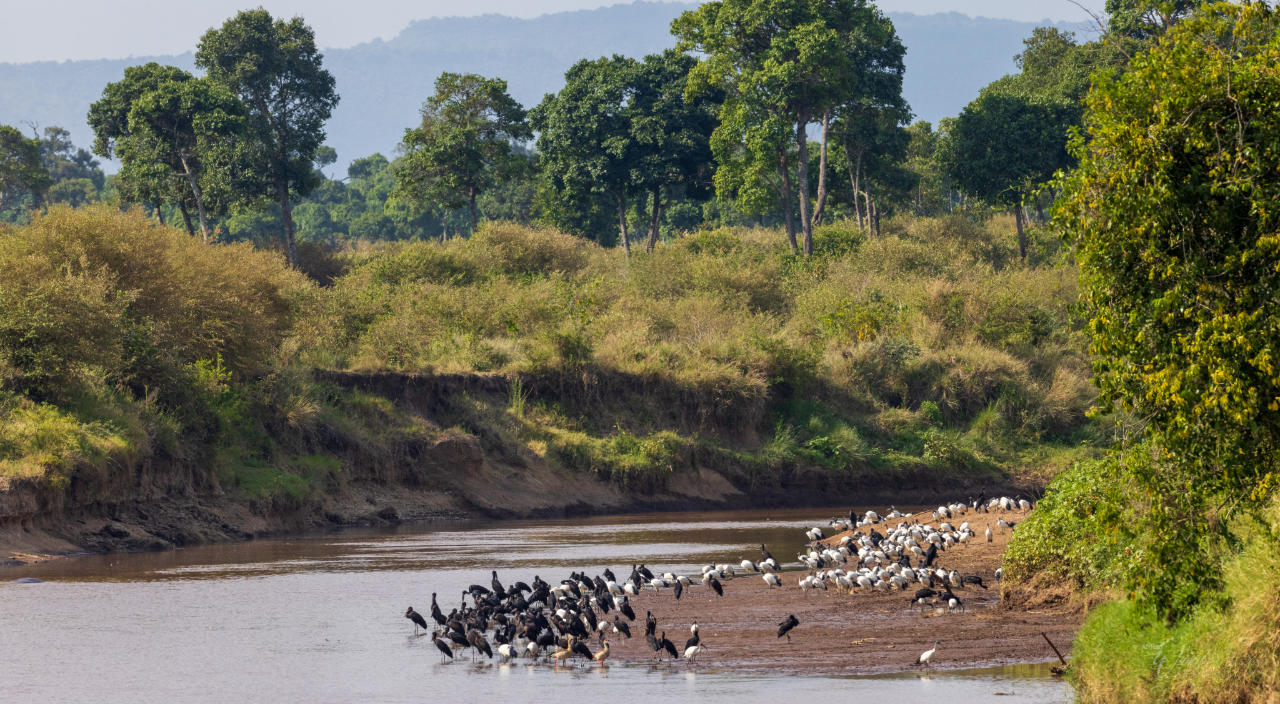 Video and tripreport Selfdrive Masai Mara Triangle - Kenya - Safaritalk