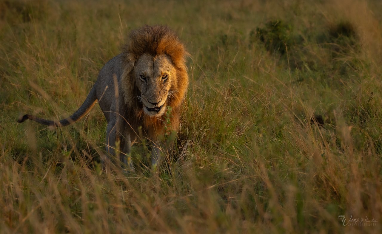 Video and tripreport Selfdrive Masai Mara Triangle - Kenya - Safaritalk