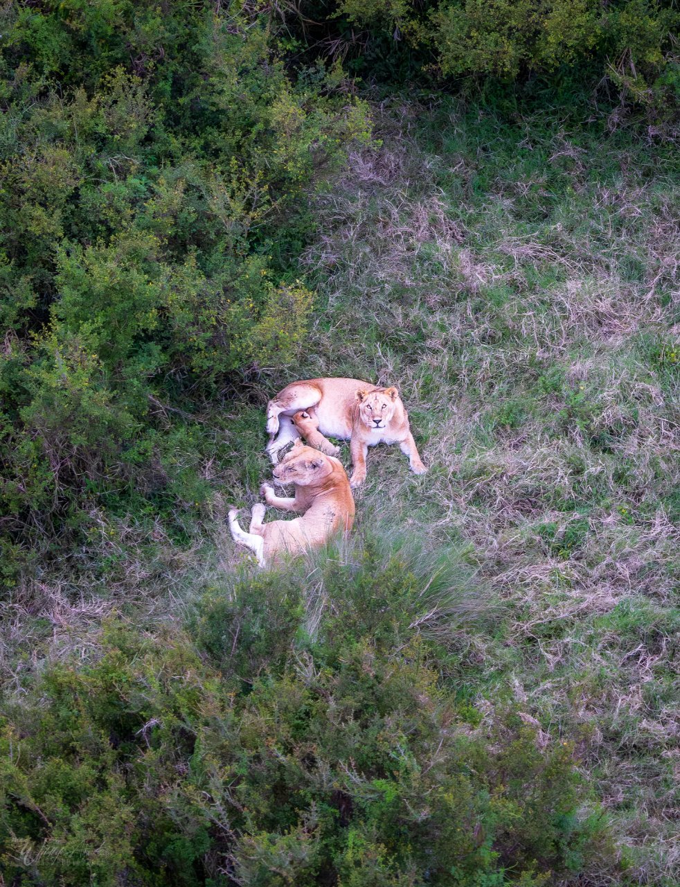 Video and tripreport Selfdrive Masai Mara Triangle - Kenya - Safaritalk