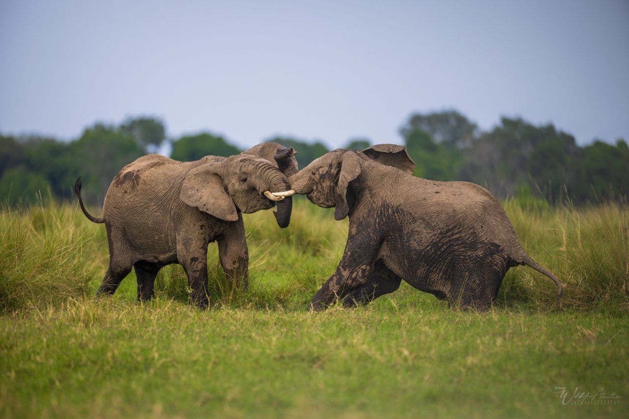 Video and tripreport Selfdrive Masai Mara Triangle - Kenya - Safaritalk