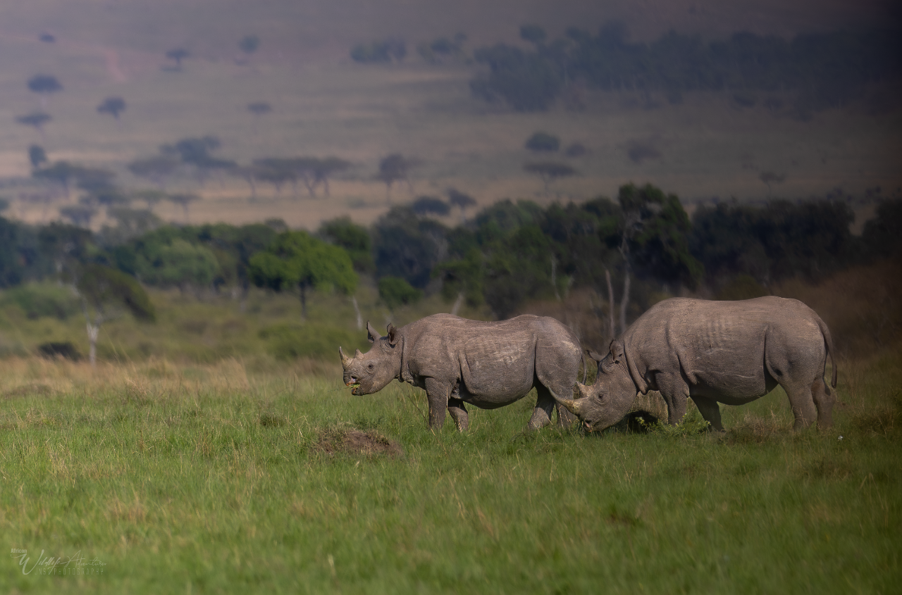 Video and tripreport Selfdrive Masai Mara Triangle - Kenya - Safaritalk